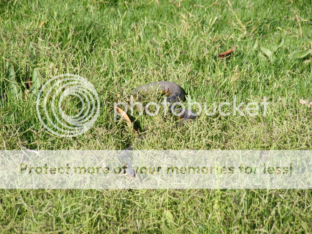 tiger snakes, Perth | Reptile Forums