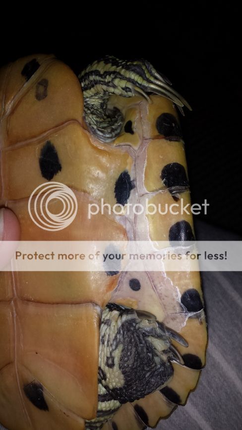 Yellow Bellied Slider Shell Issue - Big Pond - Turtle Forum