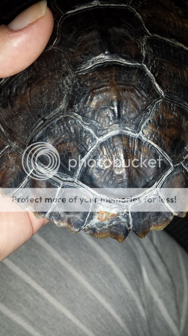 Yellow Bellied Slider Shell Issue - Big Pond - Turtle Forum